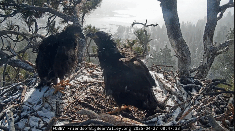 Big Bear Valley Eagle Nest – Jackie & Shadow – Eagle Nest Live