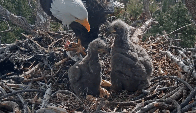 Big Bear Valley Eagle Nest – Jackie & Shadow – 2026 – Eagle Nest Live