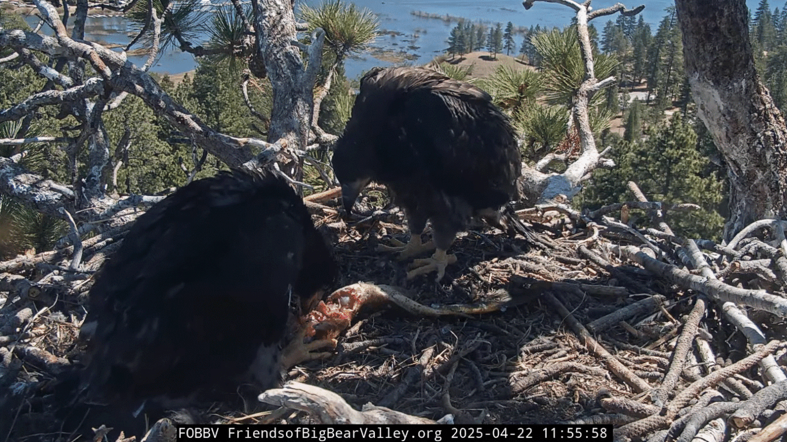 Eagle Nest Live
