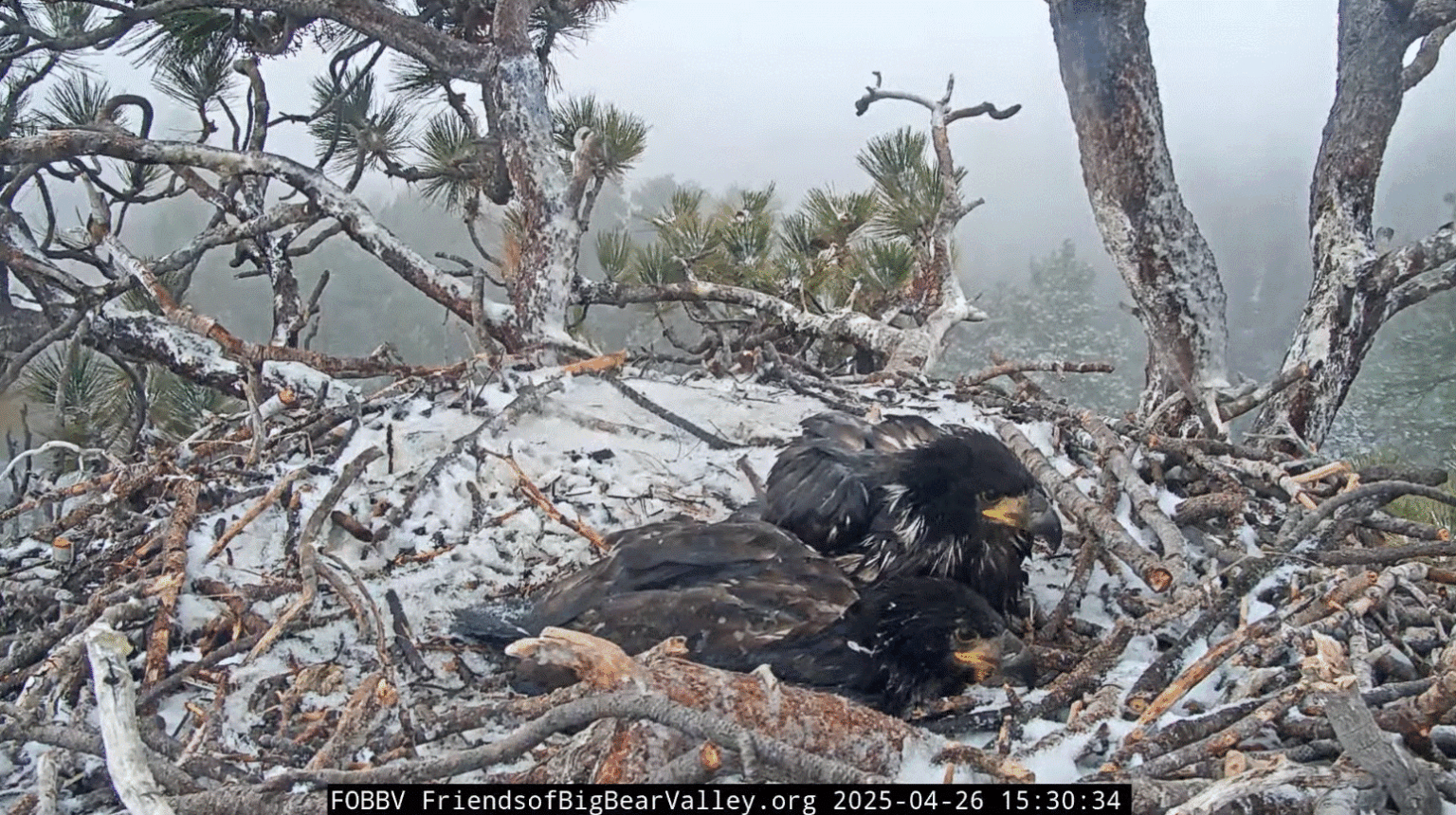 Big Bear Valley Eagle Nest – Jackie & Shadow – Eagle Nest Live