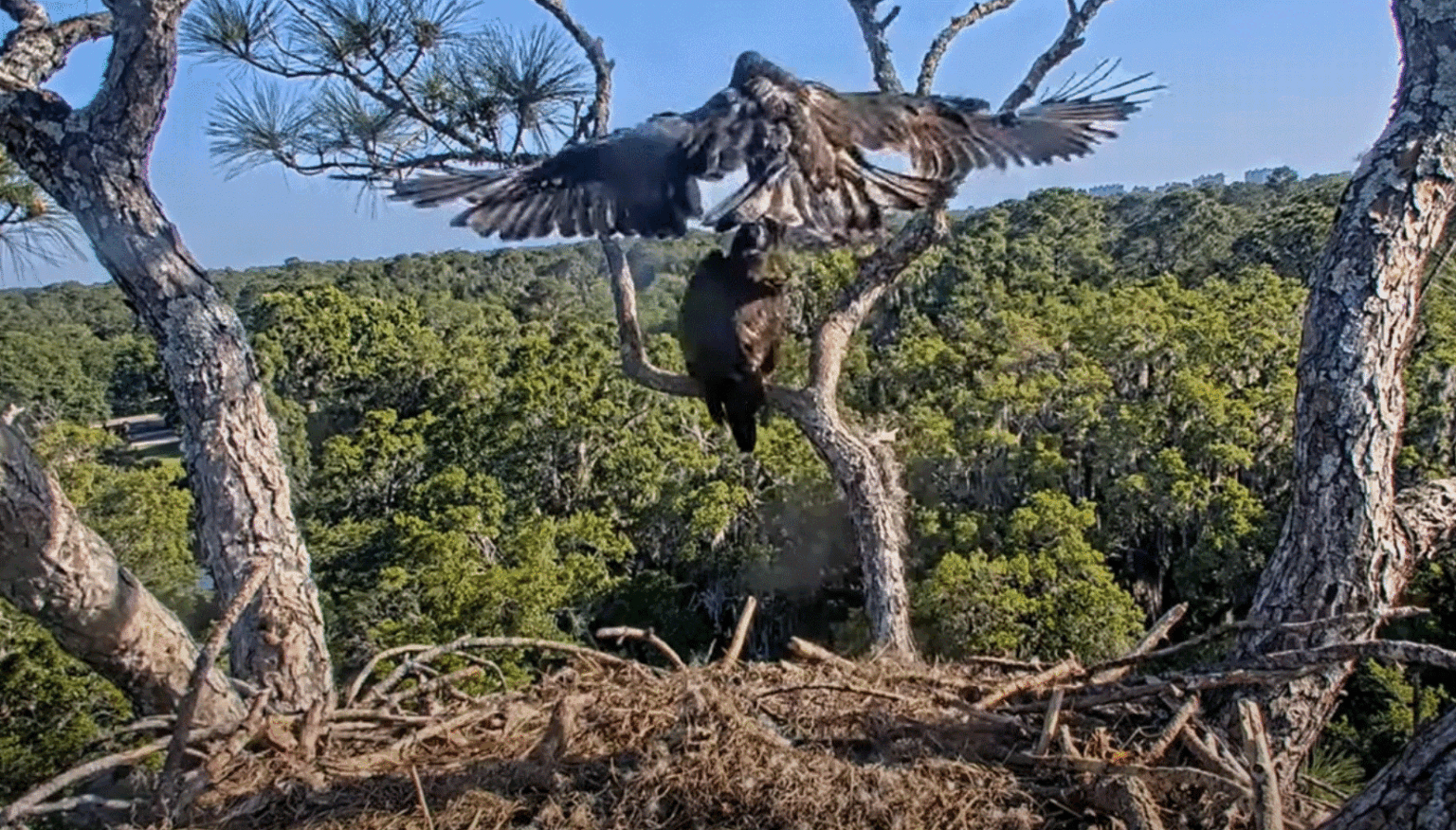 American Eagle Foundation NEFL Eagle Nest – Eagle Nest Live
