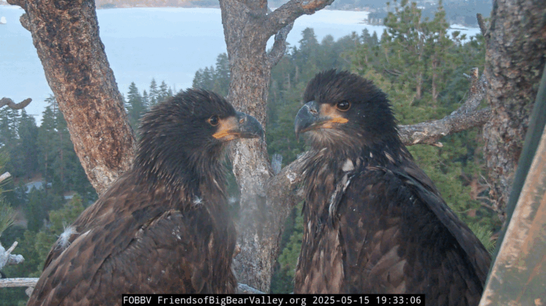 Big Bear Valley Eagle Nest – Jackie & Shadow – Eagle Nest Live