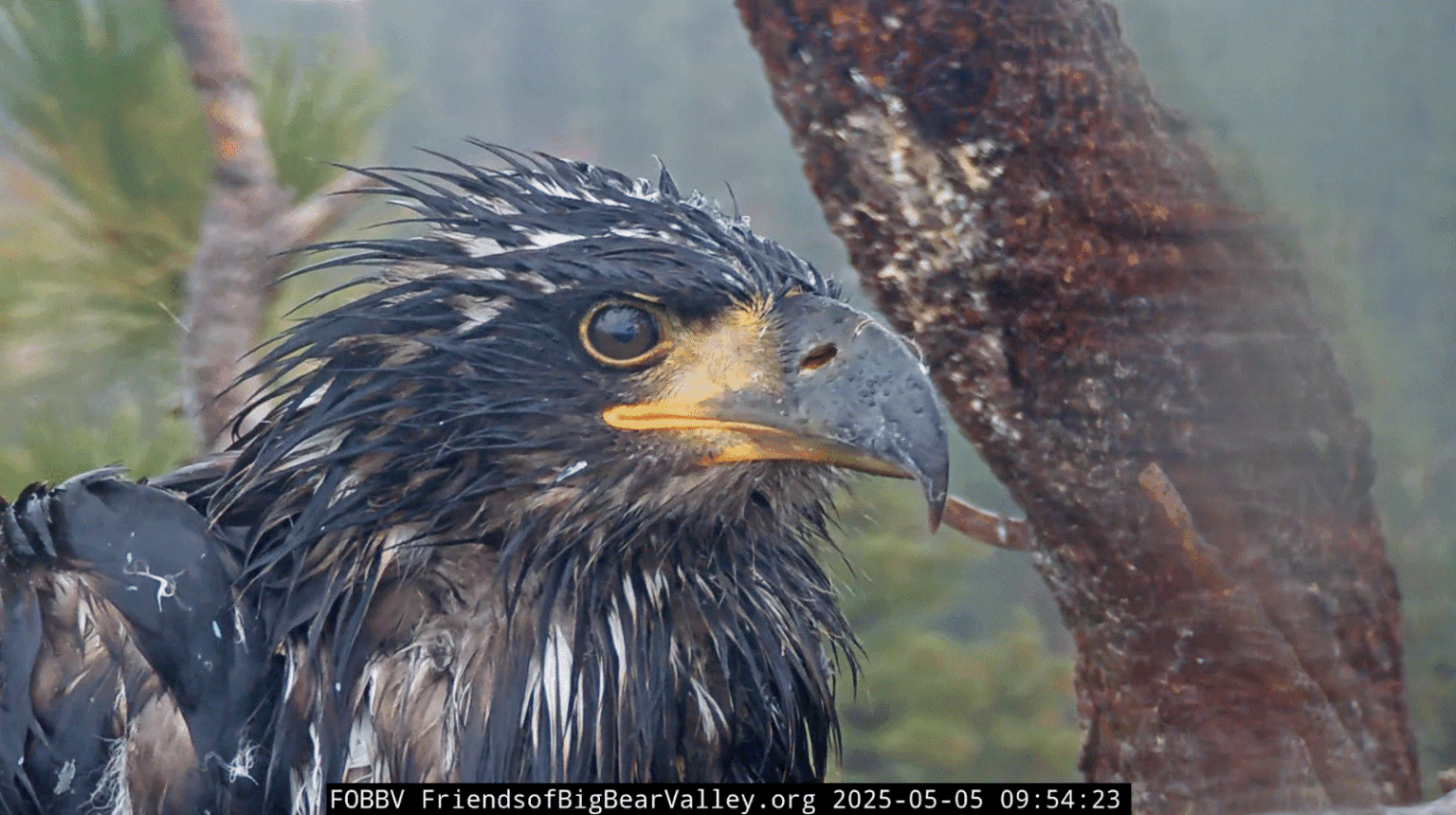 Big Bear Valley Eagle Nest – Jackie & Shadow – Eagle Nest Live