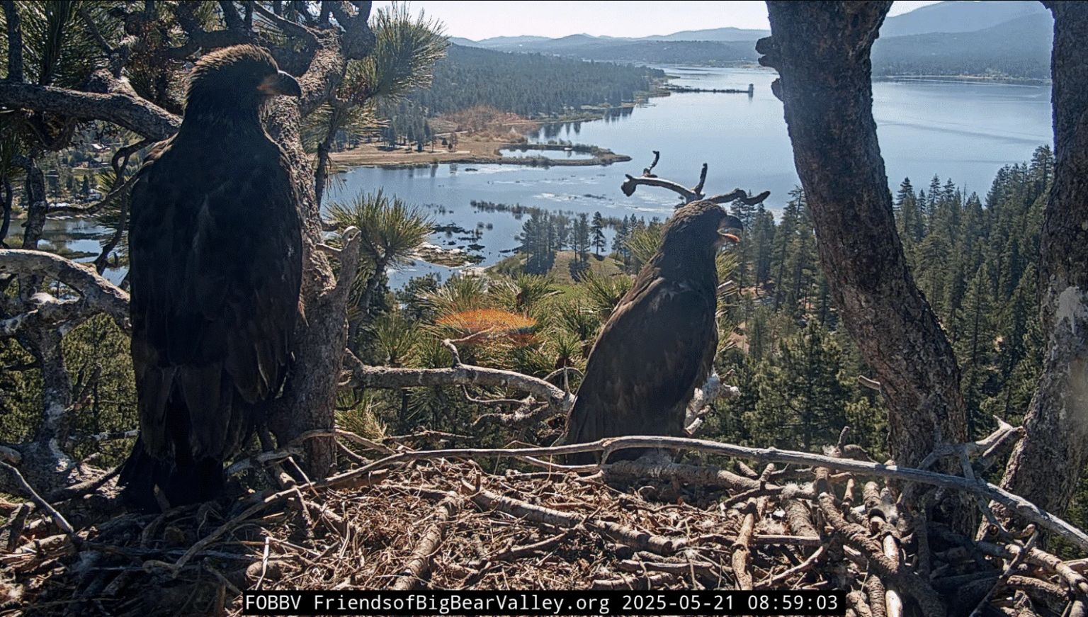 Big Bear Valley Eagle Nest – Jackie & Shadow – Eagle Nest Live