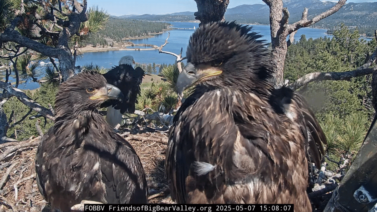 Eagle Nest Live