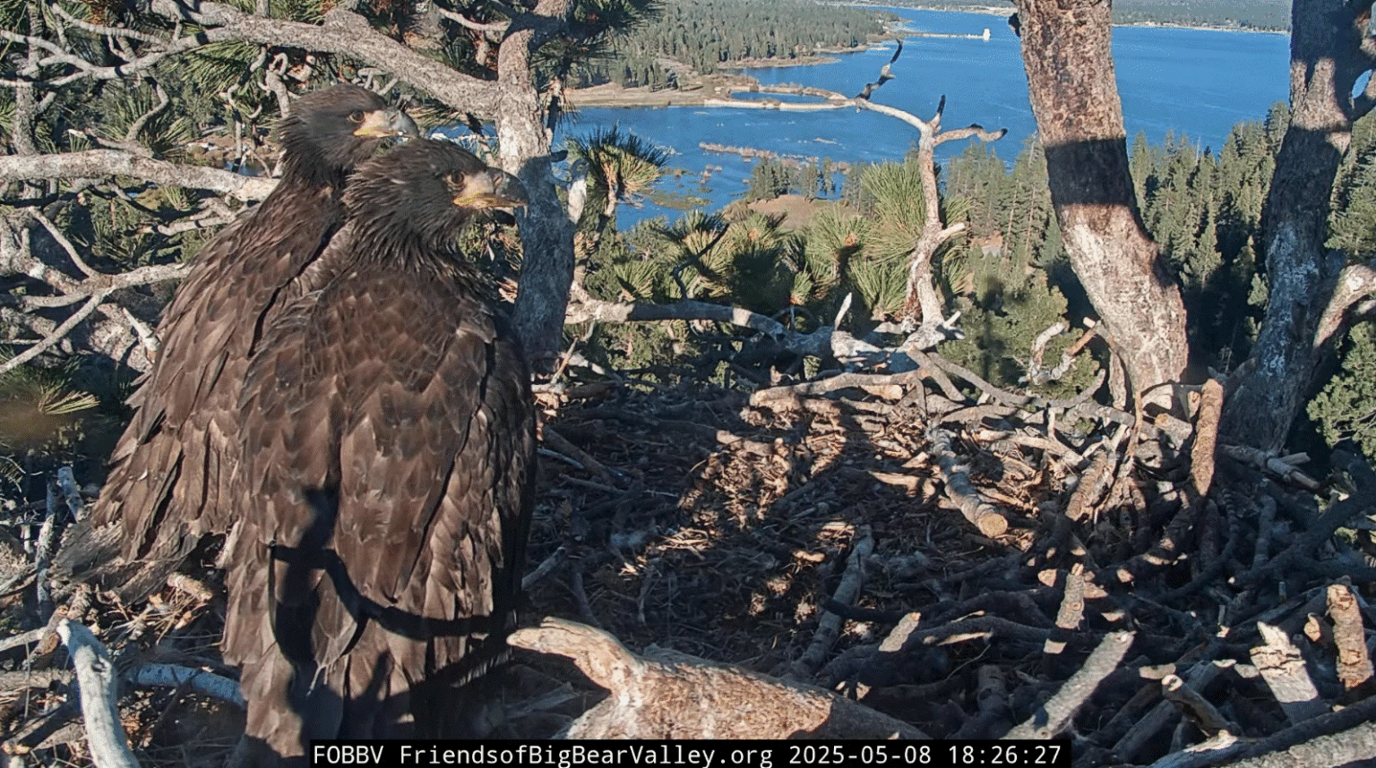 Big Bear Valley Eagle Nest – Jackie & Shadow – Eagle Nest Live