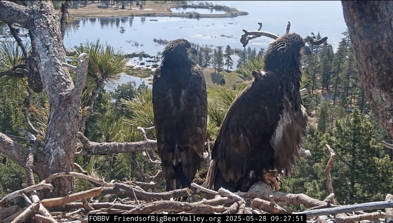 Big Bear Valley Eagle Nest – Jackie & Shadow – Eagle Nest Live