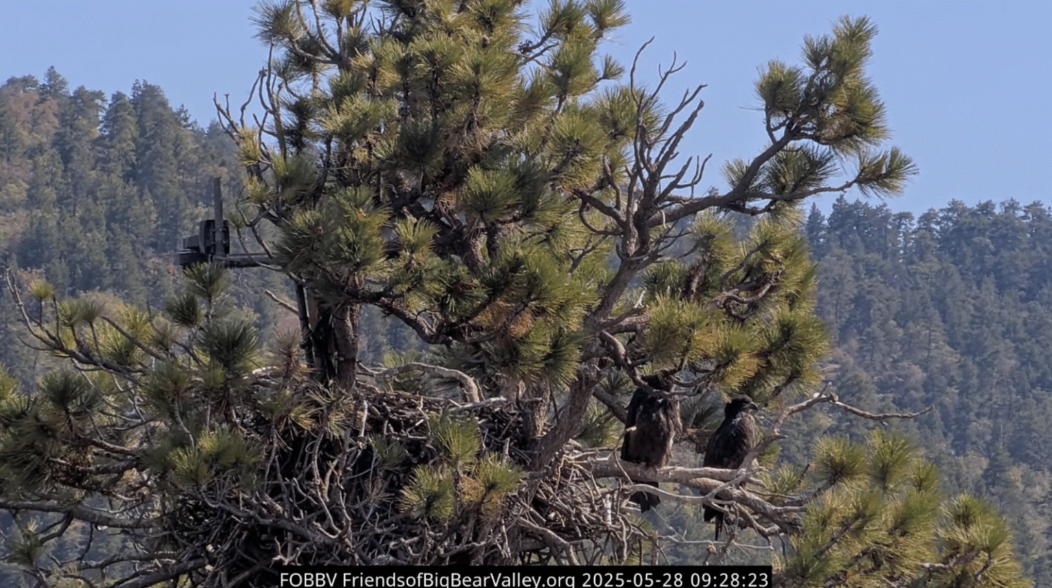 Big Bear Valley Eagle Nest – Jackie & Shadow – Eagle Nest Live