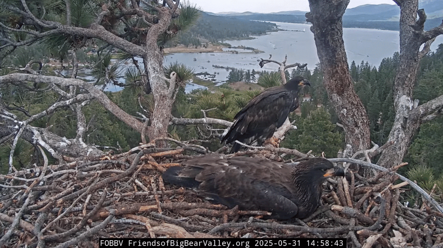 Big Bear Valley Eagle Nest – Jackie & Shadow – 2026 – Eagle Nest Live