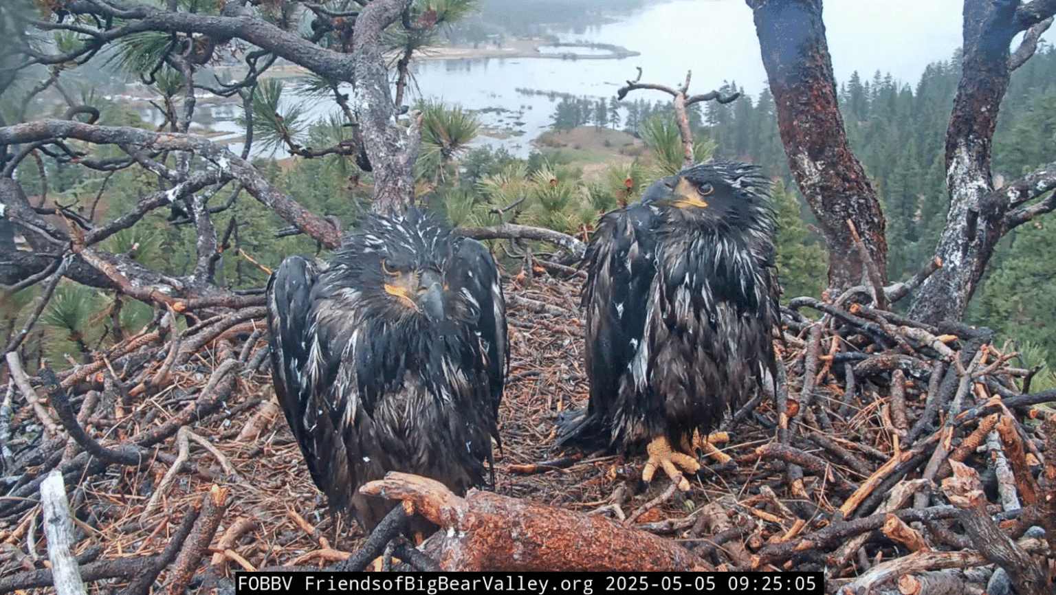 Big Bear Valley Eagle Nest – Jackie & Shadow – Eagle Nest Live