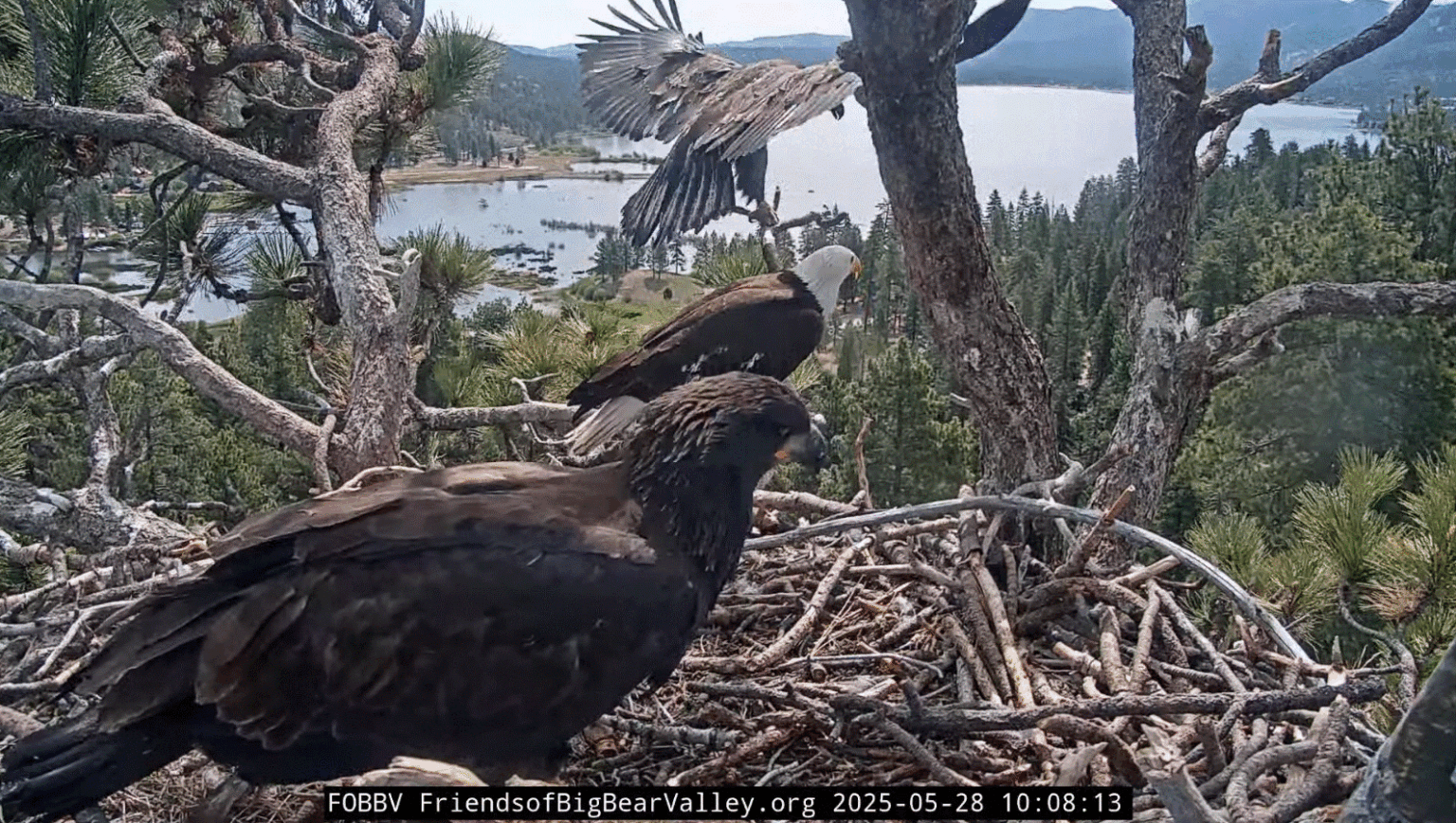 Big Bear Valley Eagle Nest – Jackie & Shadow – Eagle Nest Live