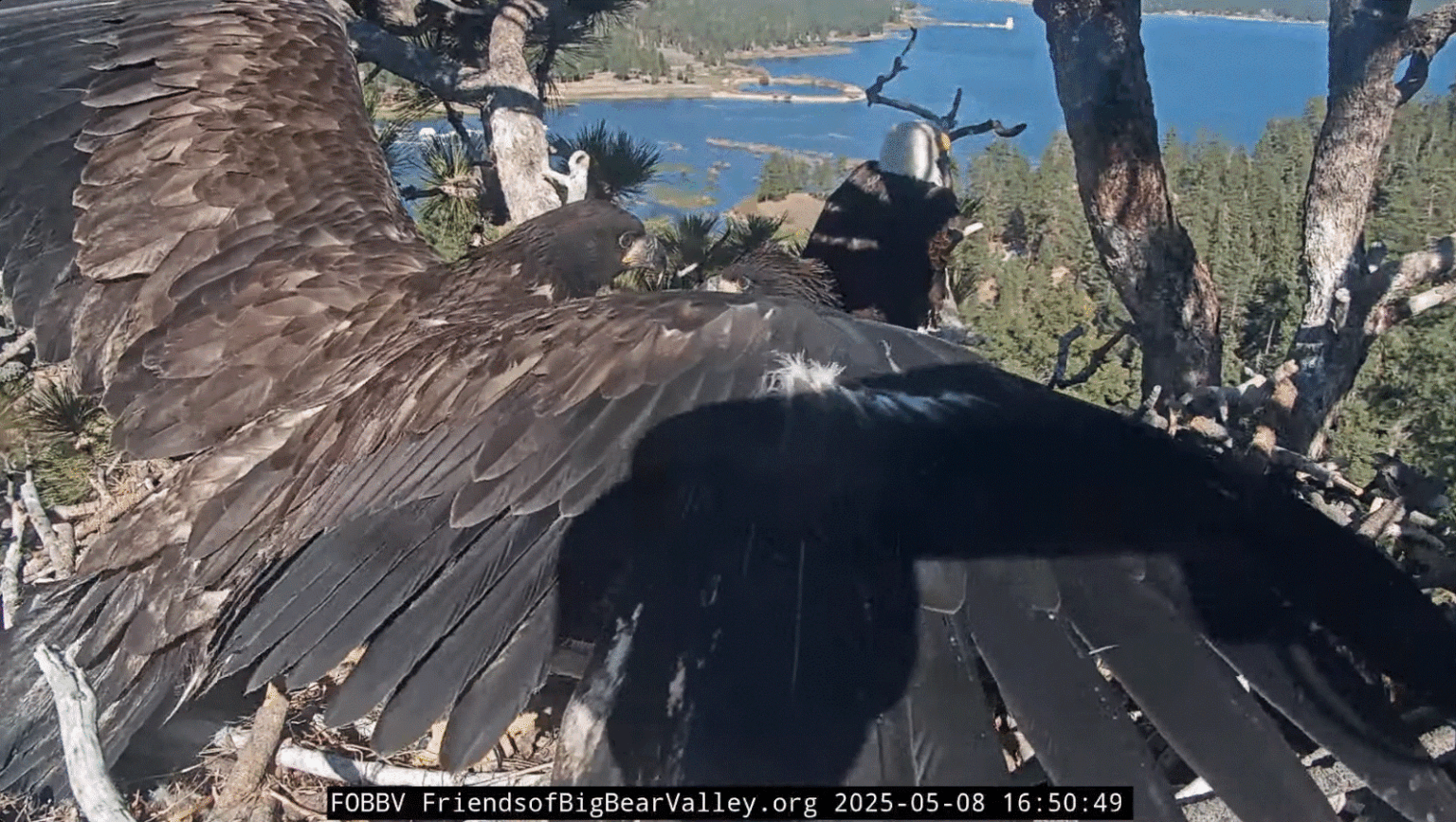 Big Bear Valley Eagle Nest – Jackie & Shadow – Eagle Nest Live