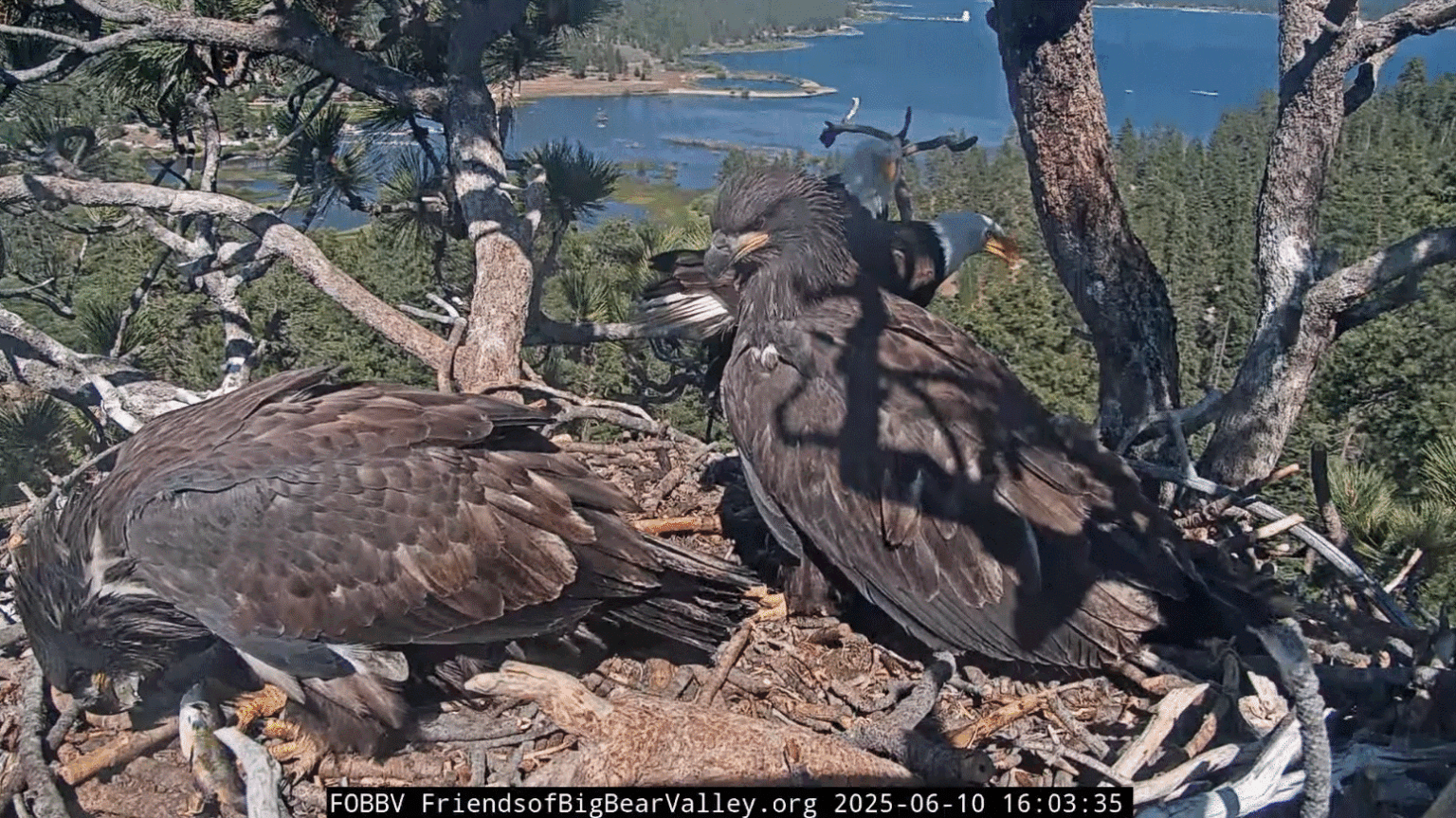 Big Bear Valley Eagle Nest – Jackie & Shadow – Eagle Nest Live