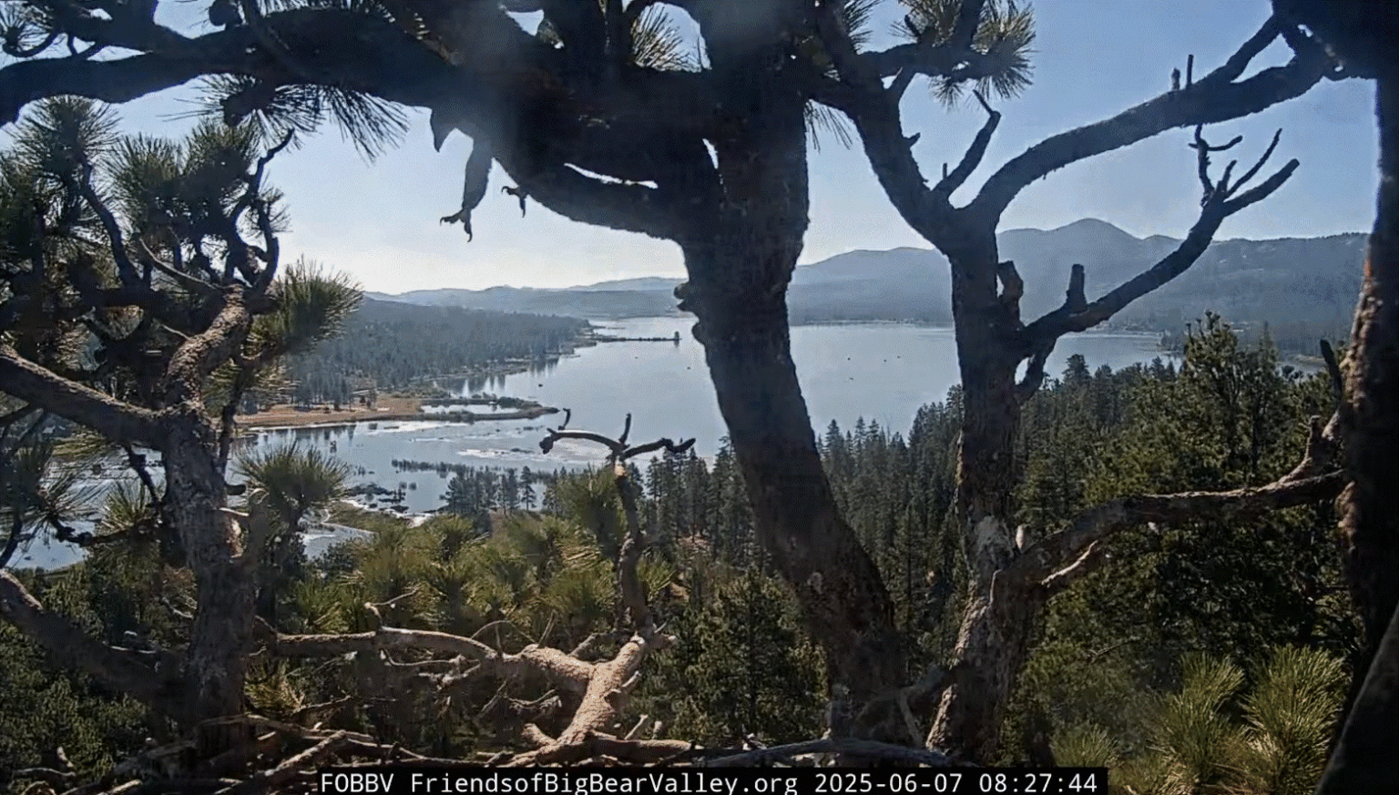 Eagle Nest Live