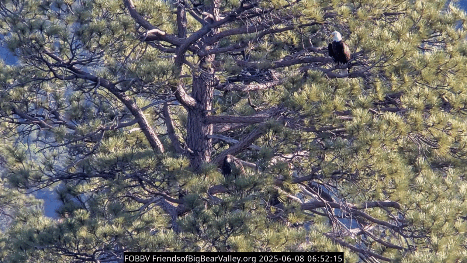 Big Bear Valley Eagle Nest – Jackie & Shadow – Eagle Nest Live