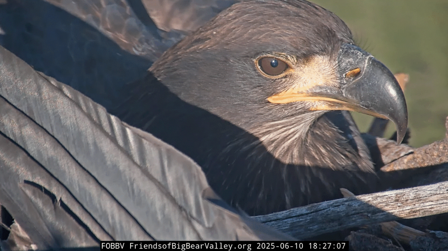 Big Bear Valley Eagle Nest – Jackie & Shadow – Eagle Nest Live