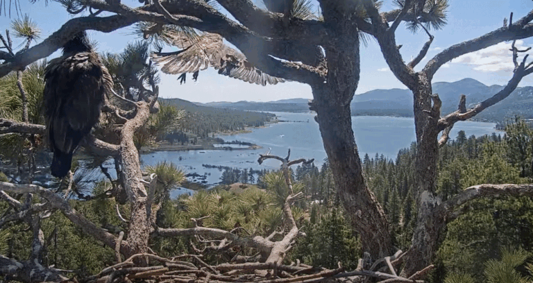 Eagle Nest Live