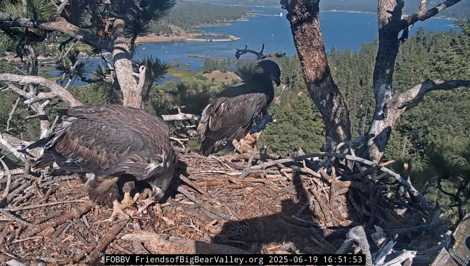 Big Bear Valley Eagle Nest – Jackie & Shadow – Eagle Nest Live