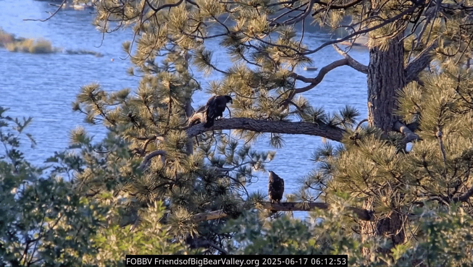 Big Bear Valley Eagle Nest – Jackie & Shadow – Eagle Nest Live