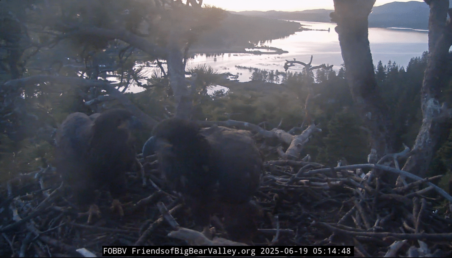 Big Bear Valley Eagle Nest – Jackie & Shadow – Eagle Nest Live