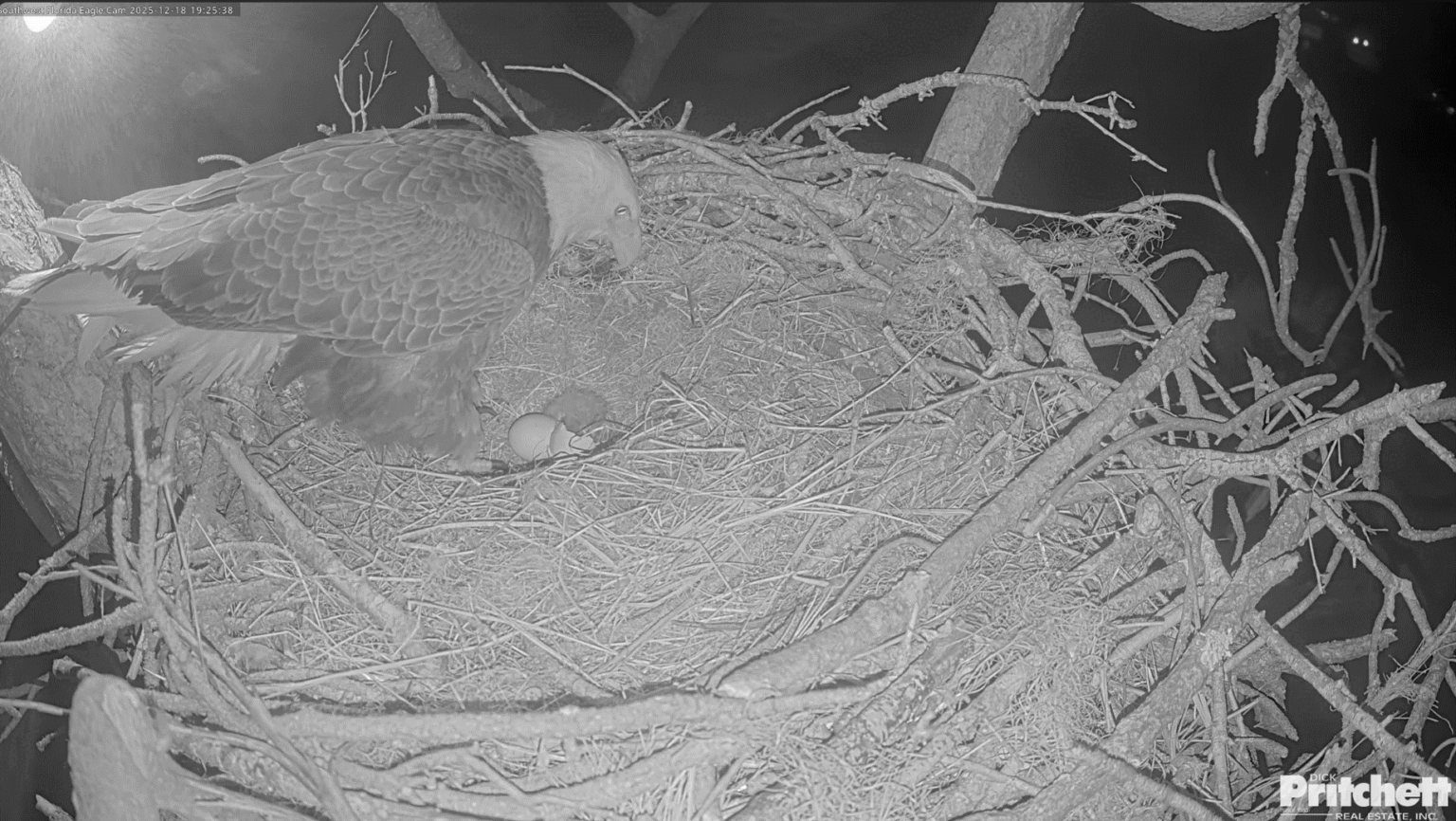 Eagle Nest Live