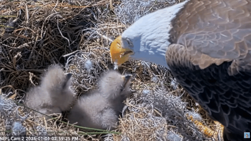 American Eagle Foundation NEFL Eagle Nest – Eagle Nest Live