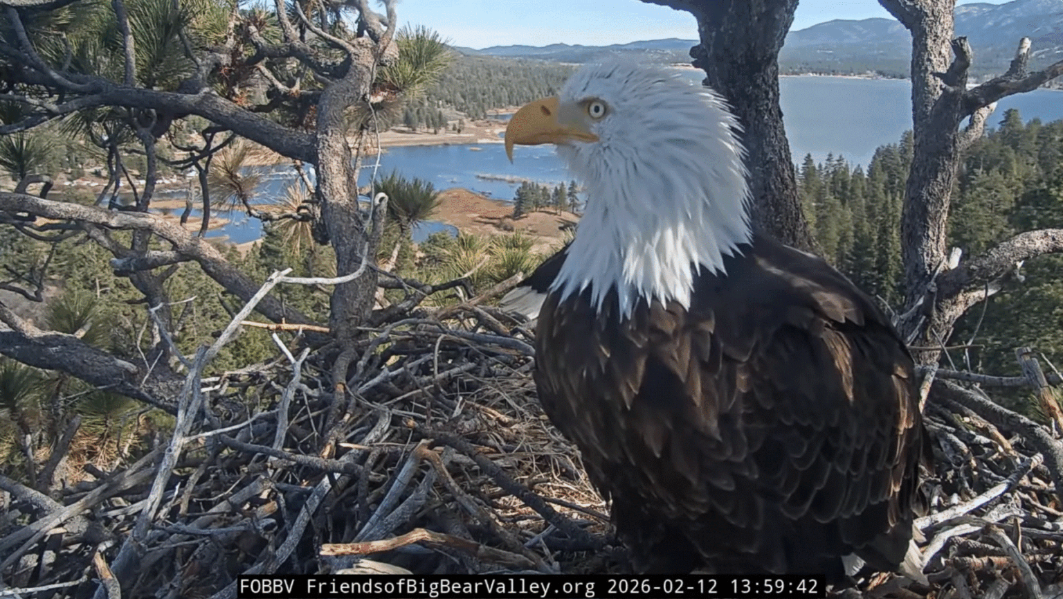 Big Bear Valley Eagle Nest – Jackie & Shadow – Eagle Nest Live