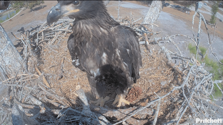 Southwest Florida Eagle Cam – Eagle Nest Live