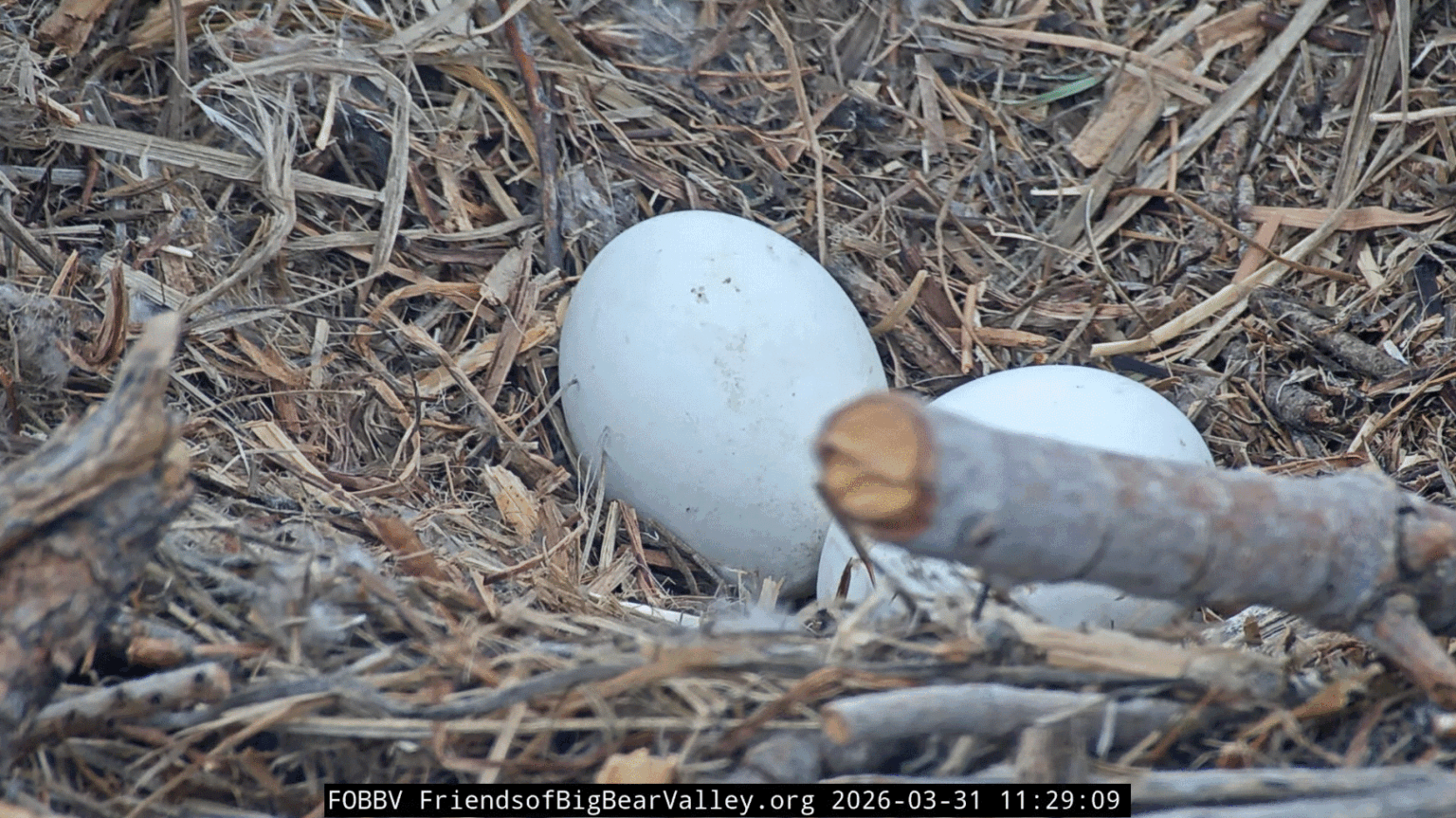 Eagle Nest Live