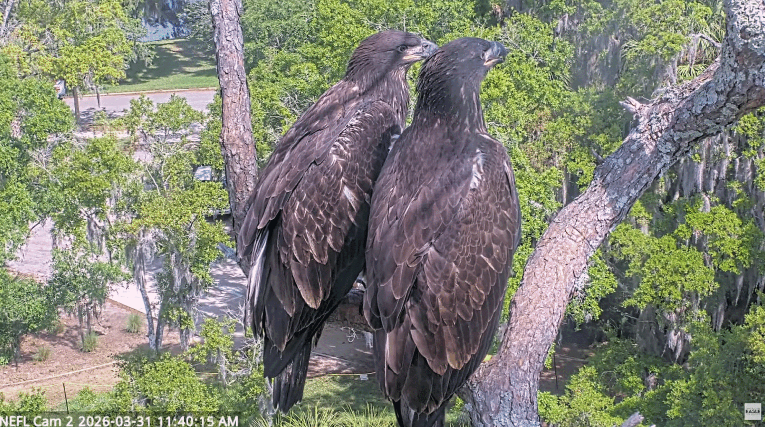 American Eagle Foundation NEFL Eagle Nest – Eagle Nest Live