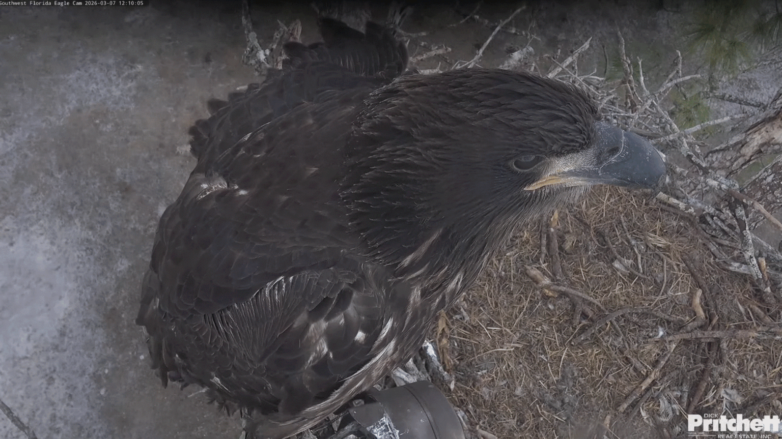 Southwest Florida Eagle Cam – Eagle Nest Live