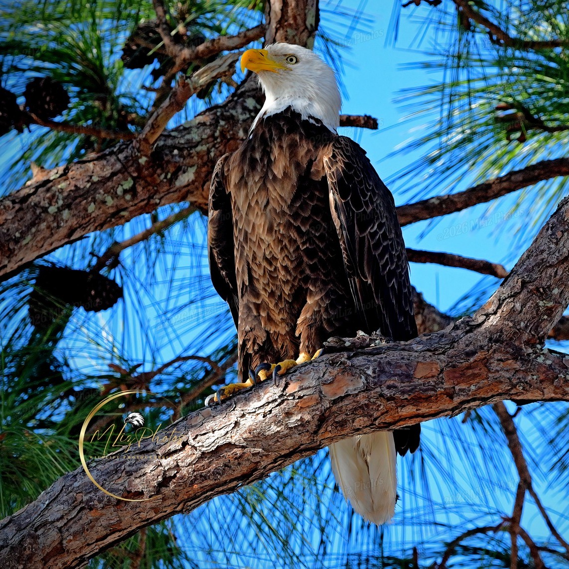 Eagle Nest Live