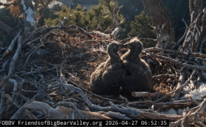 Big Bear Valley Eagle Nest – Jackie & Shadow – 2026 – Eagle Nest Live