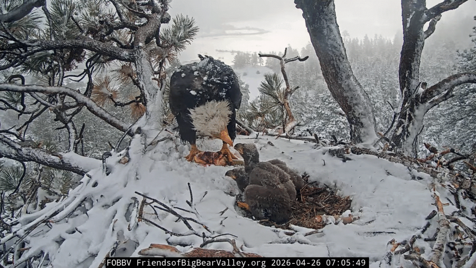 Big Bear Valley Eagle Nest – Jackie & Shadow – 2026 – Eagle Nest Live