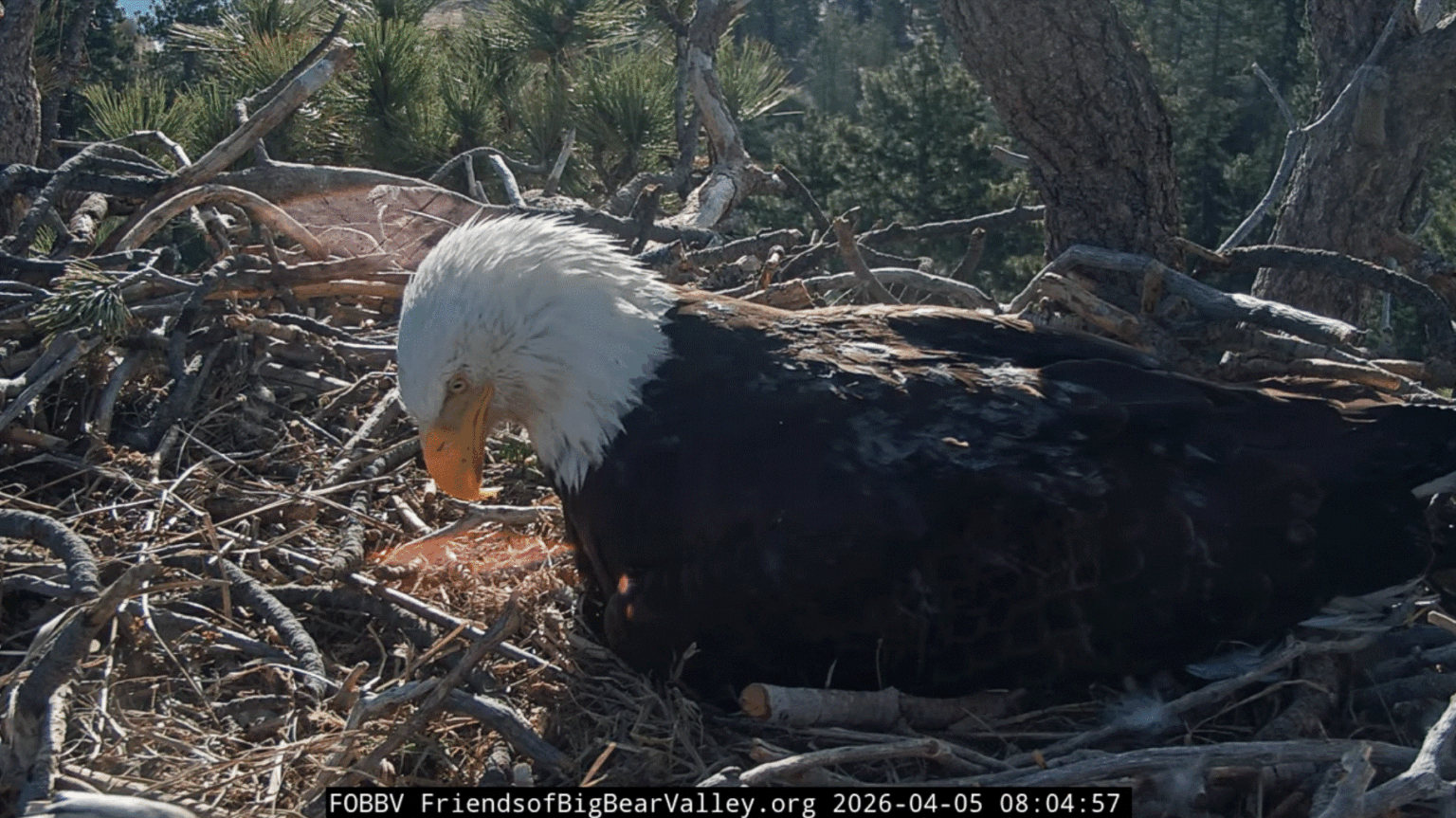 Big Bear Valley Eagle Nest – Jackie & Shadow – 2026 – Eagle Nest Live