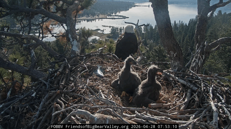 Big Bear Valley Eagle Nest – Jackie & Shadow – 2026 – Eagle Nest Live